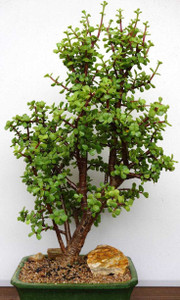 tojo Jade Plant Price in India - Buy tojo Jade Plant online at Flipkart.com