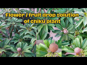 Cloud Farm Chiku Plant Price in India - Buy Cloud Farm Chiku Plant ...
