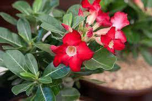 Queen Gulu Adenium Plant Price in India - Buy Queen Gulu Adenium Plant ...