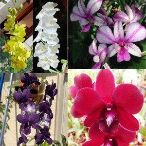 Plant Paradise Orchids Dendrobium Flowering Plant Price in India - Buy ...