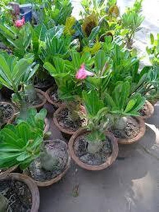 Cloud Farm Adenium Plant Price in India - Buy Cloud Farm Adenium Plant ...