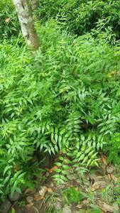 greenplanthub Neem Plant Price in India - Buy greenplanthub Neem Plant ...