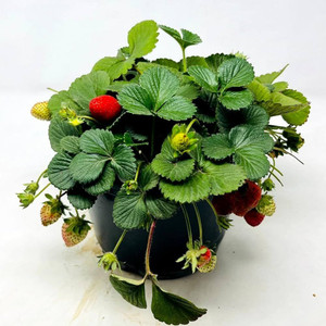 LeafLinkPlants Strawberry Plant Price in India - Buy LeafLinkPlants ...