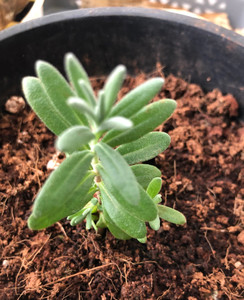 Grow Agro Farms Oleander Plant Price in India - Buy Grow Agro Farms ...