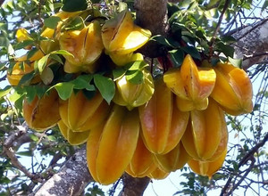 Natura Greenhouse Star Fruit Carambola Grafted Plant Price in India ...