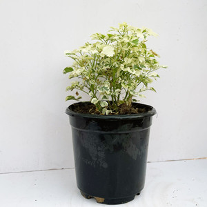 nursery kart Variegated Aralia Plant, Variegated White Aralia Plant ...