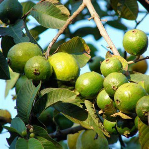 AS Plantation Guava Plant Price in India - Buy AS Plantation Guava ...