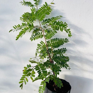 MAITRA AND SONS Tamarind Plant Price in India - Buy MAITRA AND SONS ...