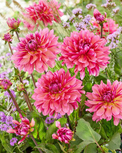 SOFTYGARDEN Dahlia Plant Price in India - Buy SOFTYGARDEN Dahlia Plant ...
