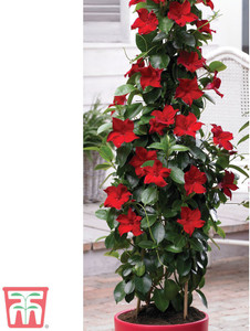 Cloud Farm Mandevilla Plant Price in India - Buy Cloud Farm Mandevilla ...