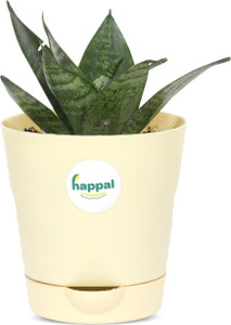 Happal Snake Plant Price in India - Buy Happal Snake Plant online at ...