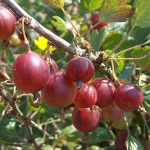 Cloud Farm Amla Plant Price in India - Buy Cloud Farm Amla Plant online ...