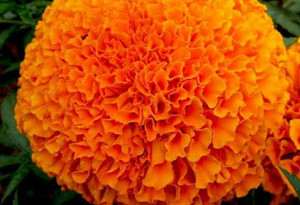 Merigold Marigold Plant Price in India - Buy Merigold Marigold Plant ...