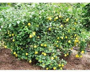 saraswati traders Lemon Plant Price in India - Buy saraswati traders ...