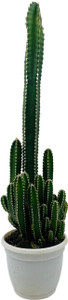 Hug A Plant Elongated Cactus Plant Price in India - Buy Hug A Plant ...
