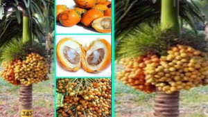 Cloud Farm Betel Nut/Supari Plant Price in India - Buy Cloud Farm Betel ...