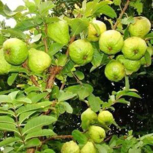 Cloud Farm Guava Plant Price in India - Buy Cloud Farm Guava Plant ...