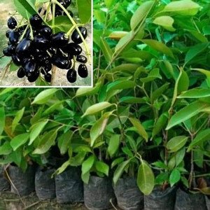 Gardeners Choice Jamun Plant Price in India - Buy Gardeners Choice ...
