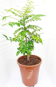 Mohomaya Neem Plant Price in India - Buy Mohomaya Neem Plant online at ...