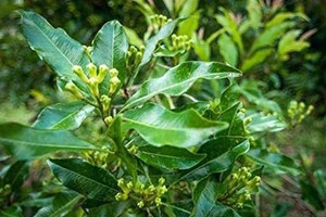 Daffodils Clove Plant Price in India - Buy Daffodils Clove Plant online ...