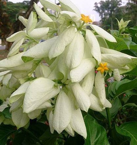 SAYANTIKA NURSERY Mussaenda Plant Price in India - Buy SAYANTIKA ...