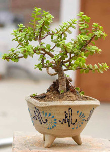 tojo Jade Plant Price in India - Buy tojo Jade Plant online at Flipkart.com