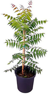 Platone Neem Plant Price in India - Buy Platone Neem Plant online at ...