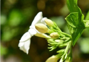 Green view Jasmine Plant Price in India - Buy Green view Jasmine Plant ...