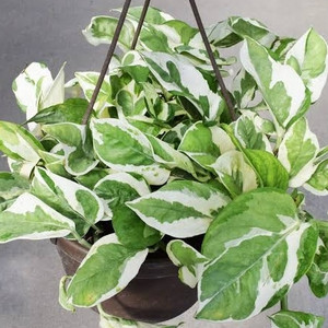 Pblooms Pothos Plant Price in India - Buy Pblooms Pothos Plant online ...