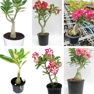 Cloud Farm Adenium Plant Price in India - Buy Cloud Farm Adenium Plant ...