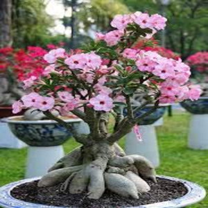 Cloud Farm Adenium Plant Price in India - Buy Cloud Farm Adenium Plant ...