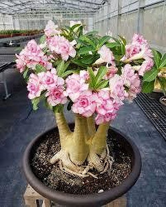 Cloud Farm Adenium Plant Price in India - Buy Cloud Farm Adenium Plant ...