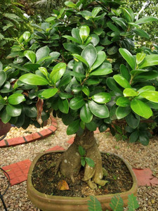 Narumanam Ficus Bonsai Price in India - Buy Narumanam Ficus Bonsai ...