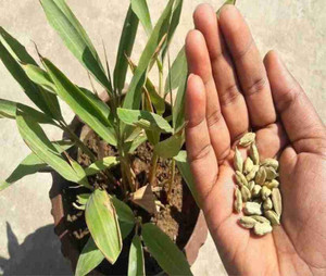 MAMA VAGNA PLANT BAZAR Elaichi/Cardamom Plant Price in India - Buy MAMA ...