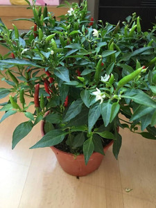 Plant Paradise Mirch/Chilli Plant Price in India - Buy Plant Paradise ...
