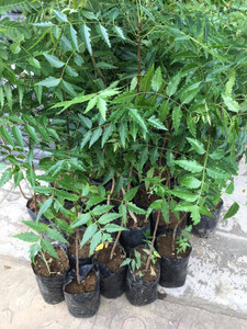 MOHOMAYATREE Neem Plant Price in India - Buy MOHOMAYATREE Neem Plant ...