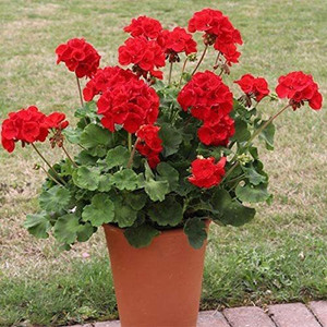 Guruji Plantation Geranium Plant Price in India - Buy Guruji Plantation ...