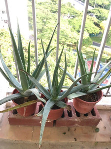 Cloud Farm Aloe Vera Plant Price in India - Buy Cloud Farm Aloe Vera ...
