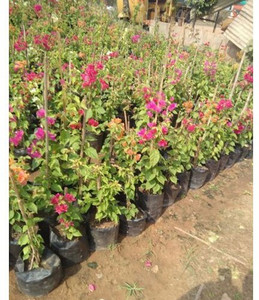 Cloud Farm Rasna Plant Price in India - Buy Cloud Farm Rasna Plant ...