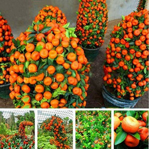 EVY Orange Plant Price in India - Buy EVY Orange Plant online at ...