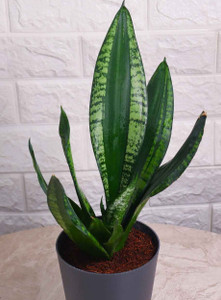 The Four Seasons Snake Whitney Plant, Sansevieria Hahnii Plant Price in ...