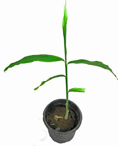 Mohomaya Elaichi/Cardamom Plant Price in India - Buy Mohomaya Elaichi ...