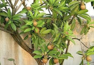 Cloud Farm Chiku Plant Price in India - Buy Cloud Farm Chiku Plant ...