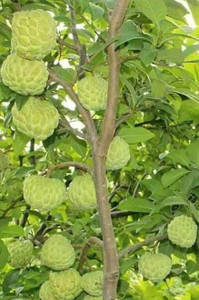 ARYAN EVERGREEN Cashew Apple Plant Price in India - Buy ARYAN EVERGREEN ...