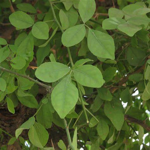 Heaven Of Saplings Bel Plant Price in India - Buy Heaven Of Saplings ...