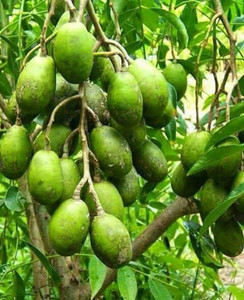 EliteGreen Amra Plant Price in India - Buy EliteGreen Amra Plant online ...