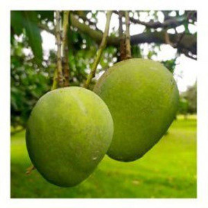 Cloud Farm Mango Plant Price in India - Buy Cloud Farm Mango Plant ...