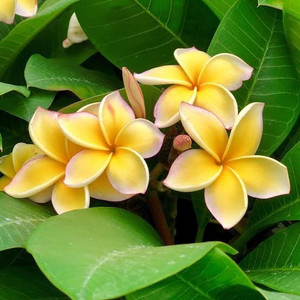 Chapa Axotic Plumeria Plant Price in India - Buy Chapa Axotic Plumeria ...