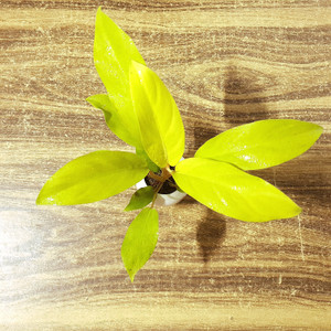 Nature House Philodendron Ceylon Plant Price in India - Buy Nature ...