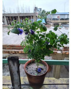 Cloud Farm Aparajita/ Butterfly Pea Plant Price in India - Buy Cloud ...
